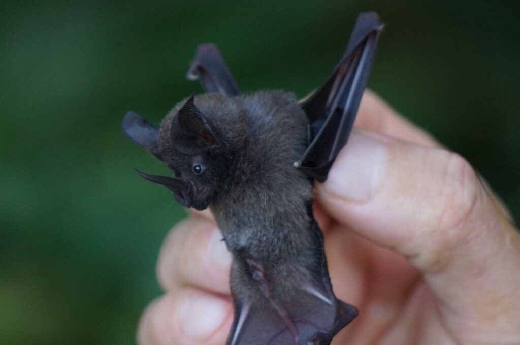 Bat Consult – Flagermus rådgivning